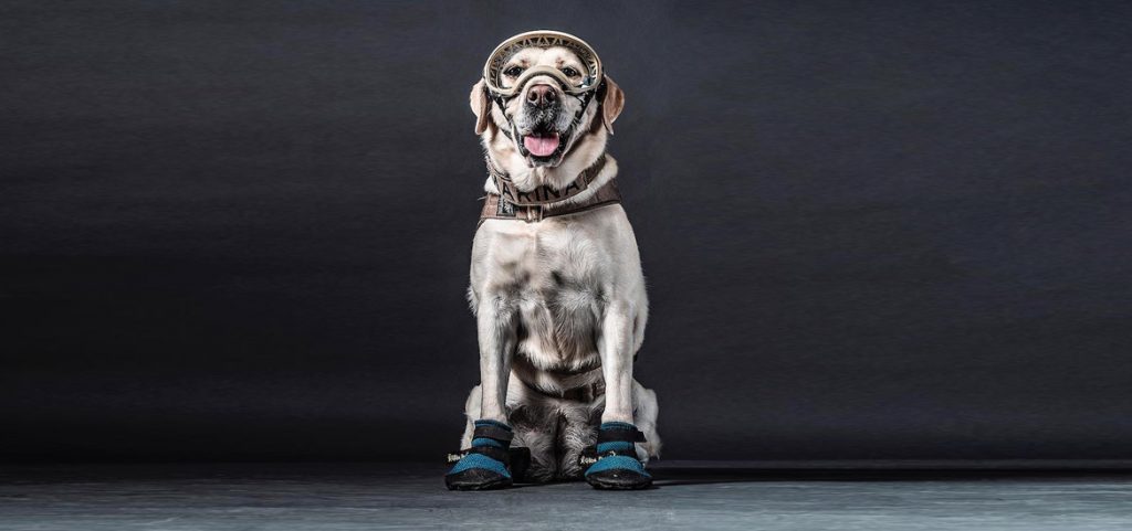 La perrita Frida rescatista se jubila - Revista Caras